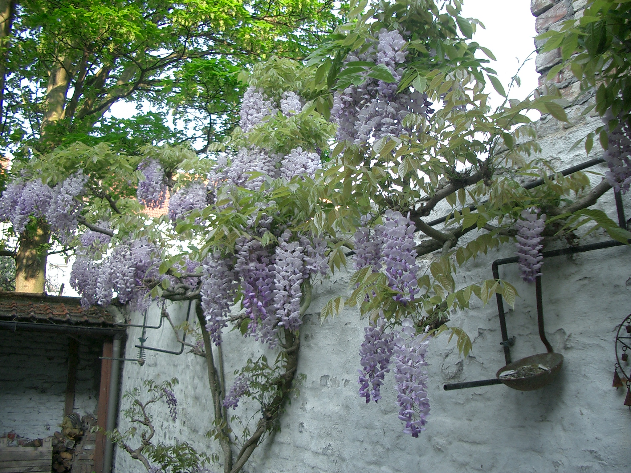 In vol ornaat – Satur9's World